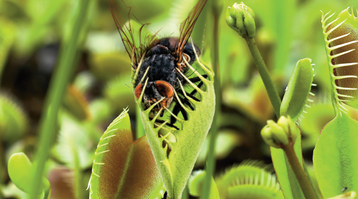 Fly Eating Plants